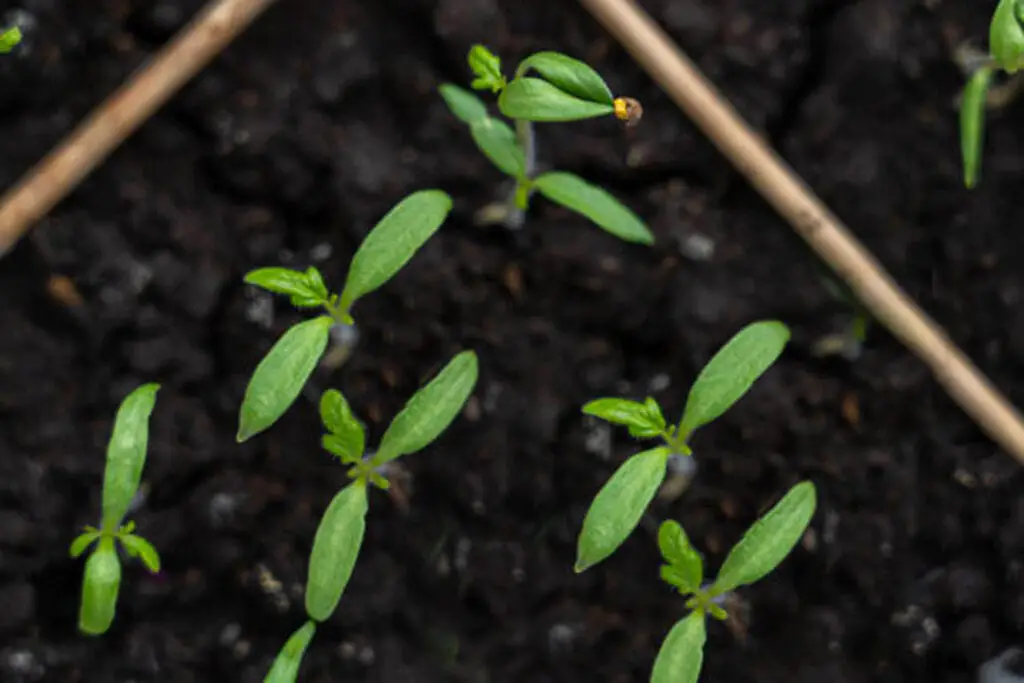 Как се прави разсад за домати - gradinarstvo.com