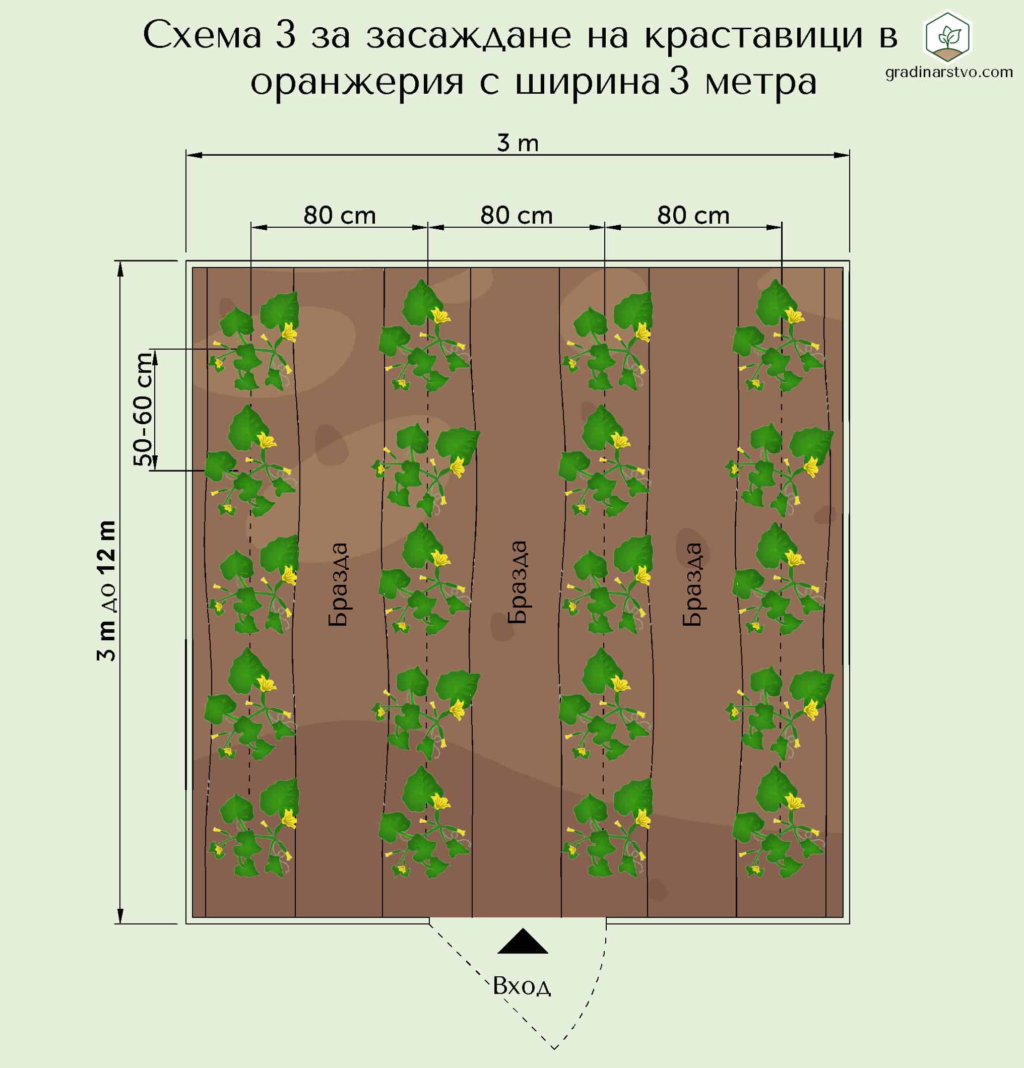 Разстояние при Засаждане на Краставици в Оранжерия и на Открито (Схеми ...