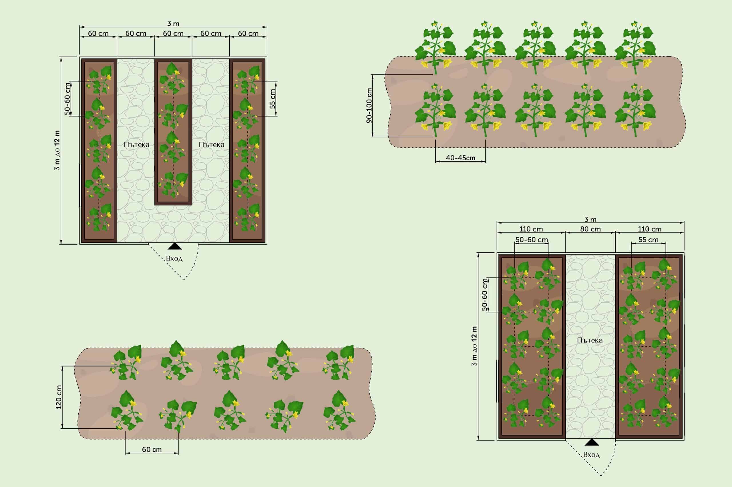 Разстояние при Засаждане на Краставици в Оранжерия и на Открито (Схеми ...
