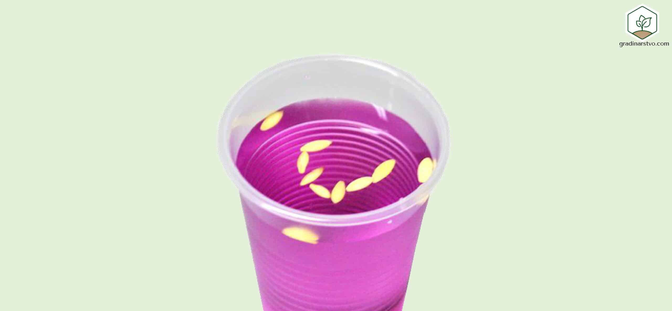 Как се прави разсад за краставици - gradinarstvo.com