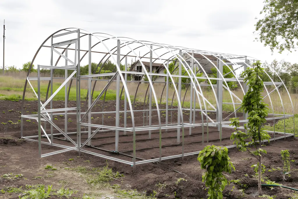 Отглеждане на краставици в оранжерия: основни стъпки и съвети ...