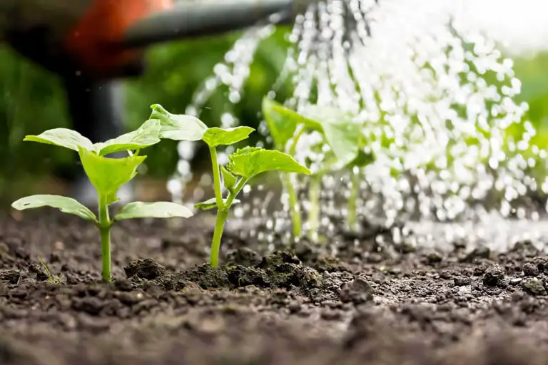 Как се Поливат Краставици в Оранжерия: основни методи и правила ...