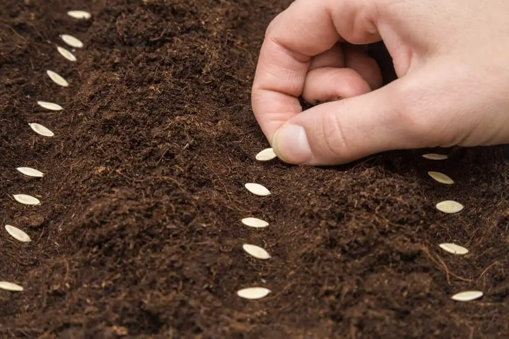 Сортове краставици за оранжерия - gradinarstvo.com