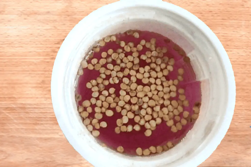 Как се Събират и Съхраняват Семена от Домати - gradinarstvo.com