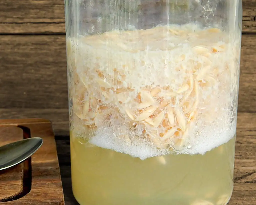 Как се Събират и Съхраняват Семена от Краставици - gradinarstvo.com